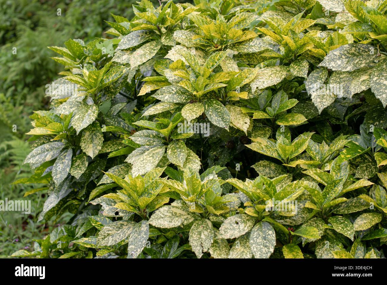 Decorative Aucuba japonica shrub used in landscaping and garden design ...