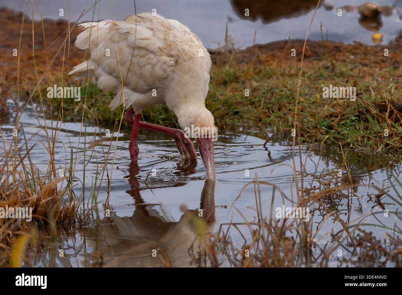 African Spoonbill, Platalea alba, Threskiornithidae, Nakuru National ...