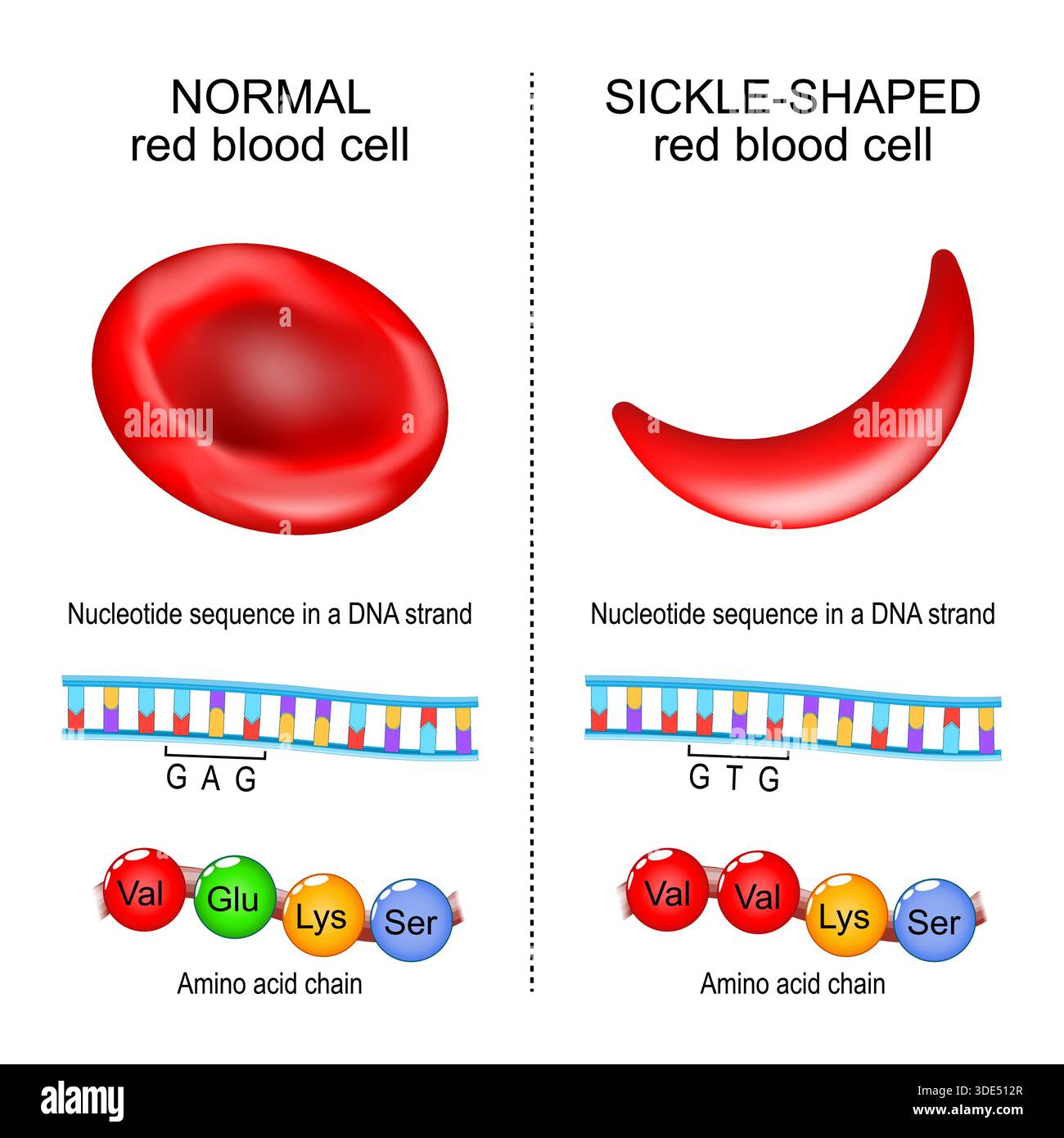 Red blood cell and sickled red blood Cut Out Stock Images & Pictures ...