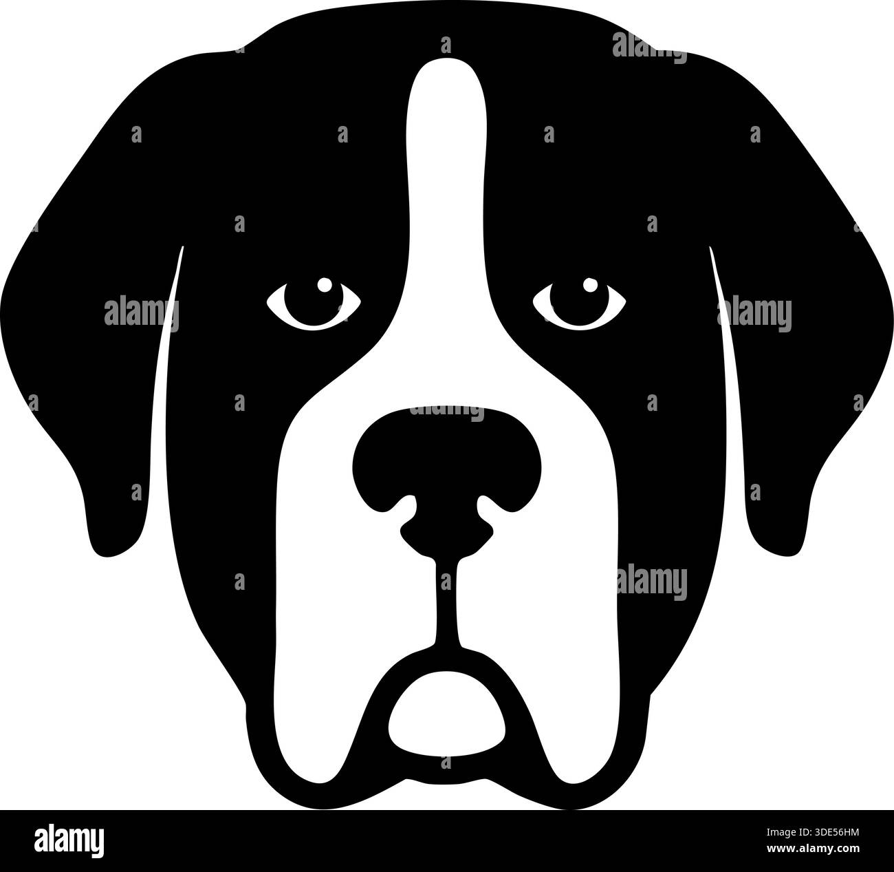 Saint Bernard head front view with massive face and drooping jowls ...