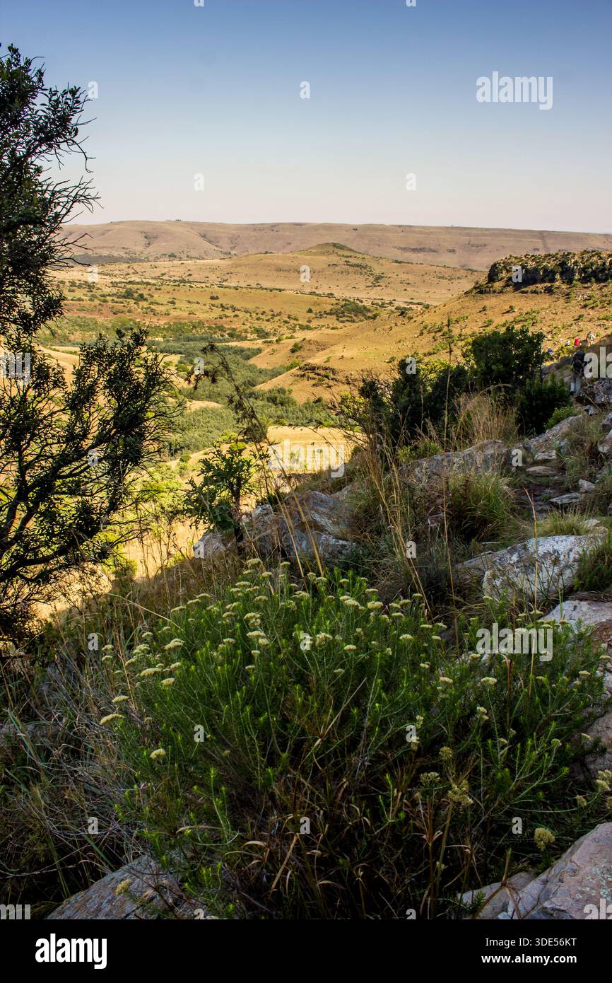 Wildflowers highveld grassland summer hi-res stock photography and ...