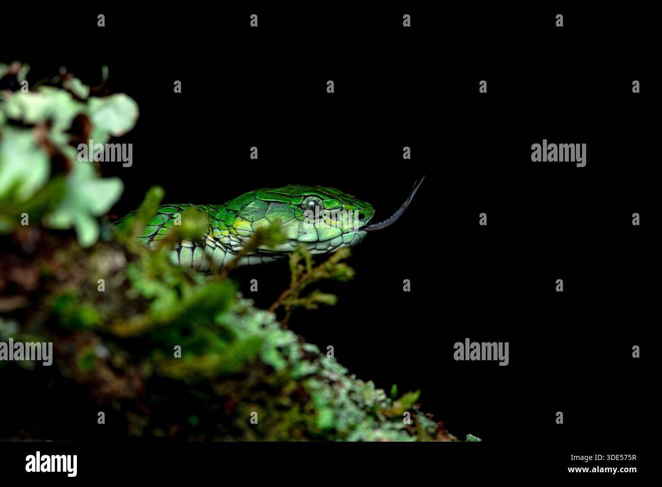 Perched on a lichen-covered branch, the Large-scaled Pit Viper the ...
