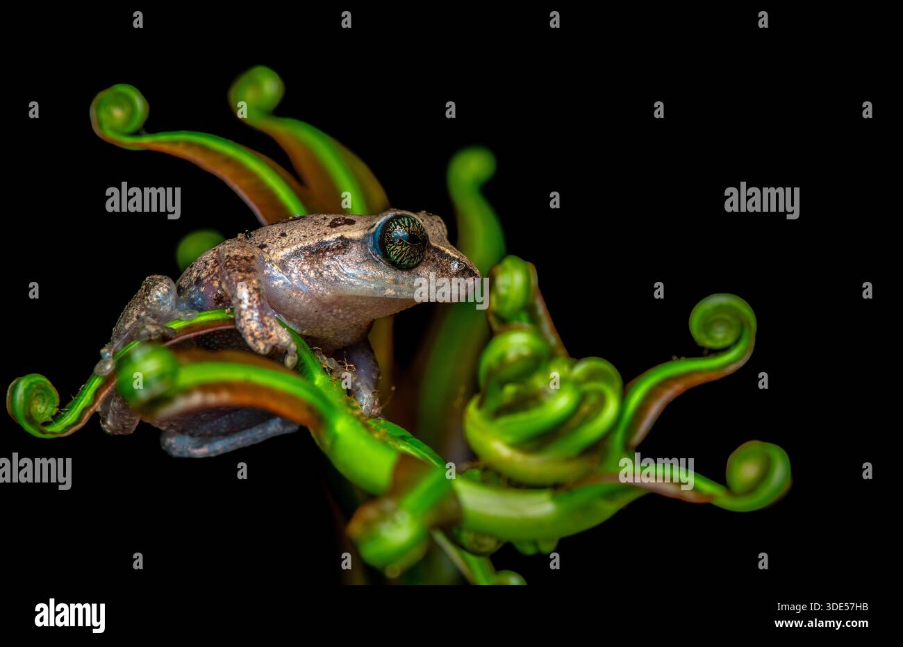 Emerald-green eyes shine against the damp foliage as the Green-eyed ...
