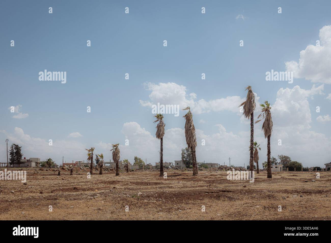 May 2, 2025, Daraa Governorate, Syria: Dead and dying palm trees stand ...