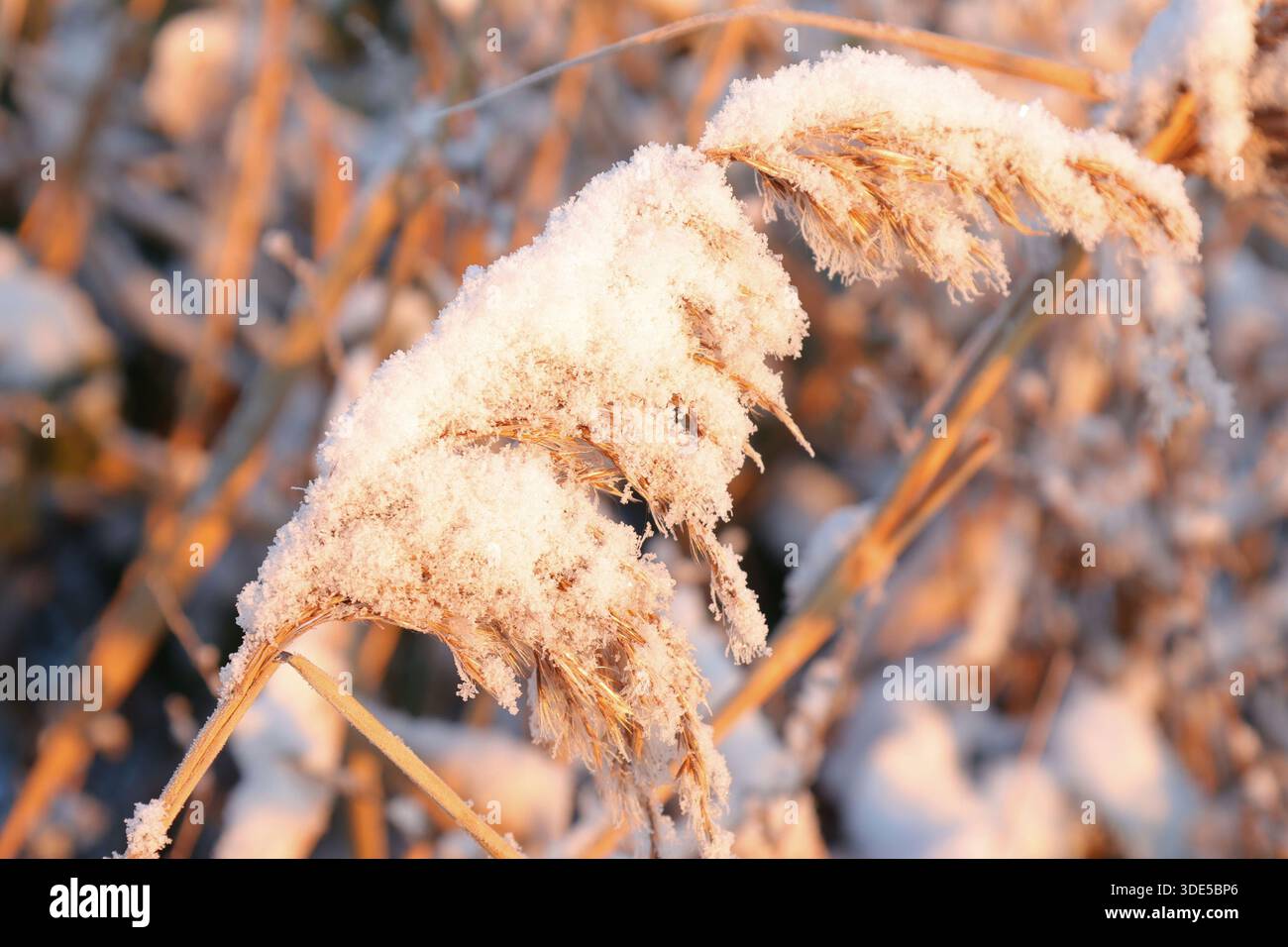 Frost on common reed hi-res stock photography and images - Alamy