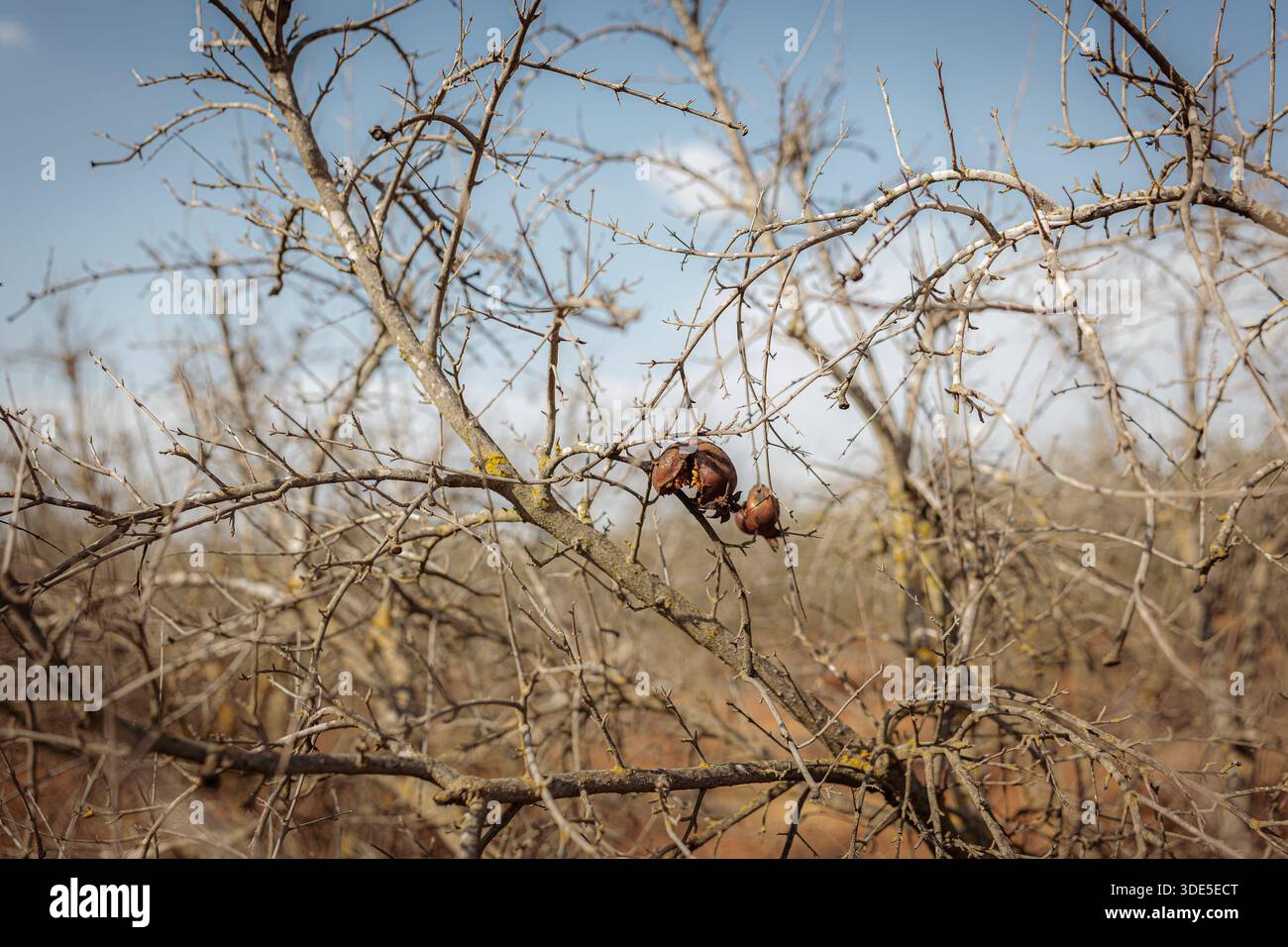 Withered pomegranates hang on dying branches in one of the orchards in ...