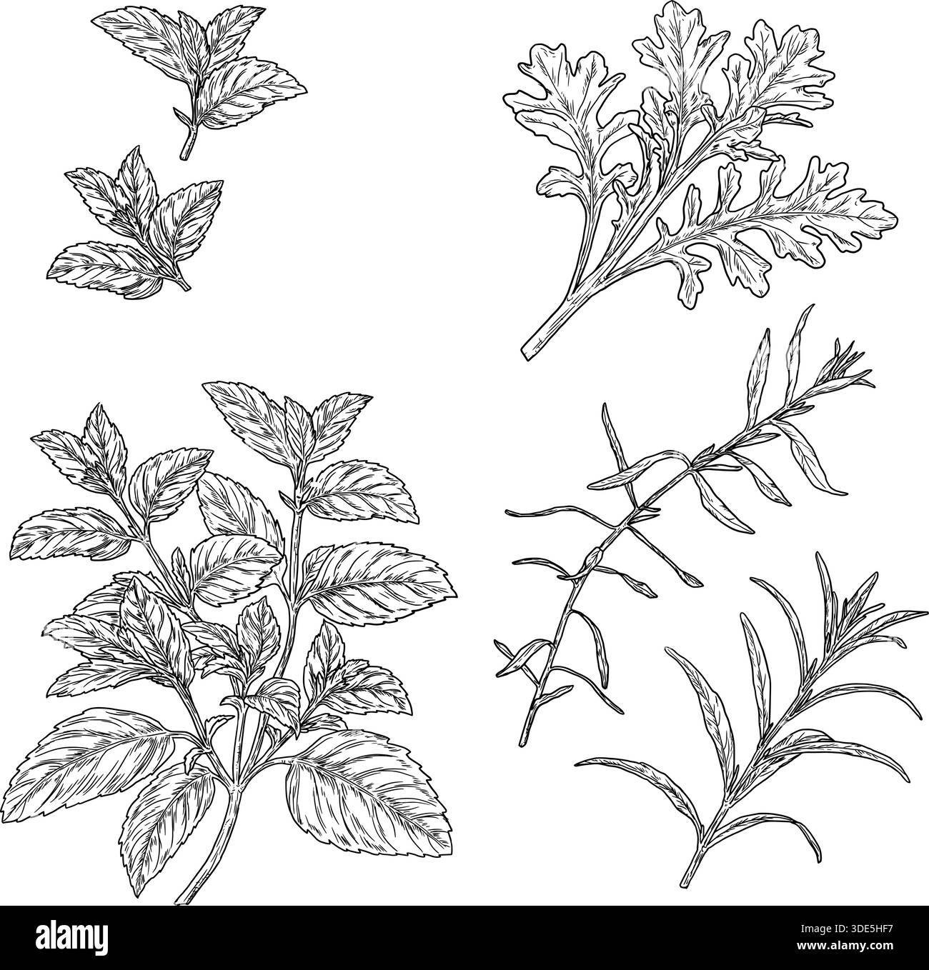 Mint herb on black Stock Vector Images - Alamy
