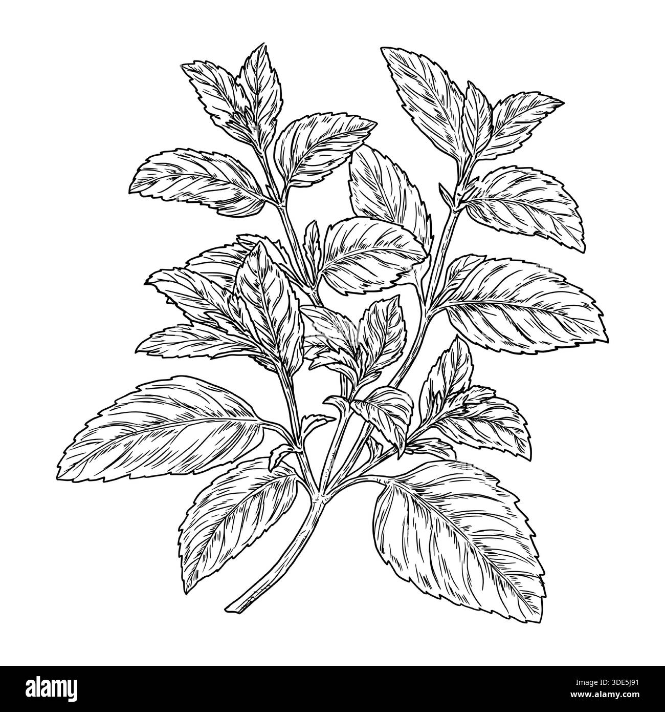 Herbs spices peppermint leaf Stock Vector Images - Alamy
