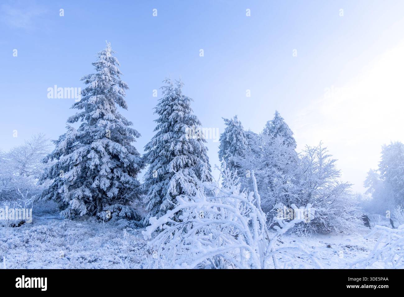 Winterabend im Taunus Blick in die Eislandschaft am Großen Feldberg ...