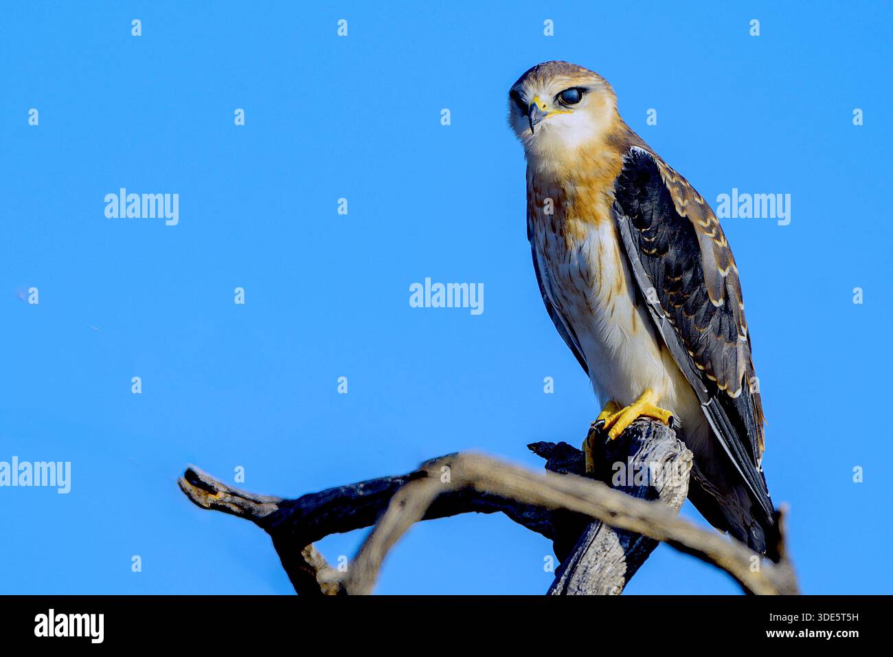 Black-shouldered Kite (Elanus caeruleus) from Kgalagadi Transfrontier ...