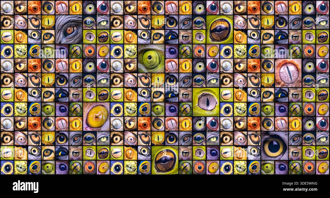 Closeup macro collage of animal eyes from many different species ...