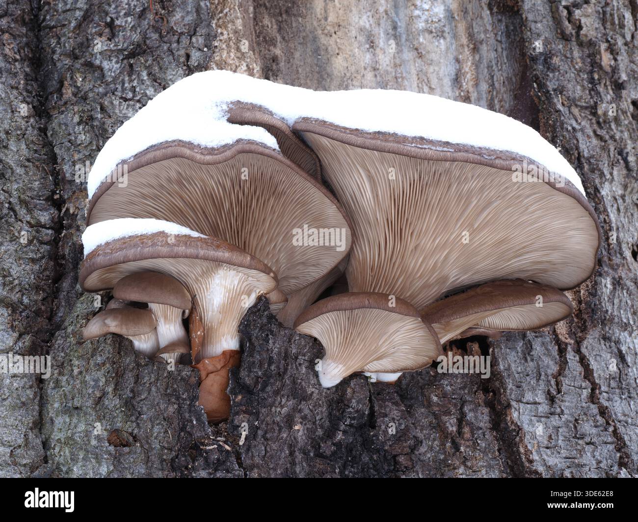 Austernseitlinge, Pleurotus ostreatus an liegendem Buchenstamm ...