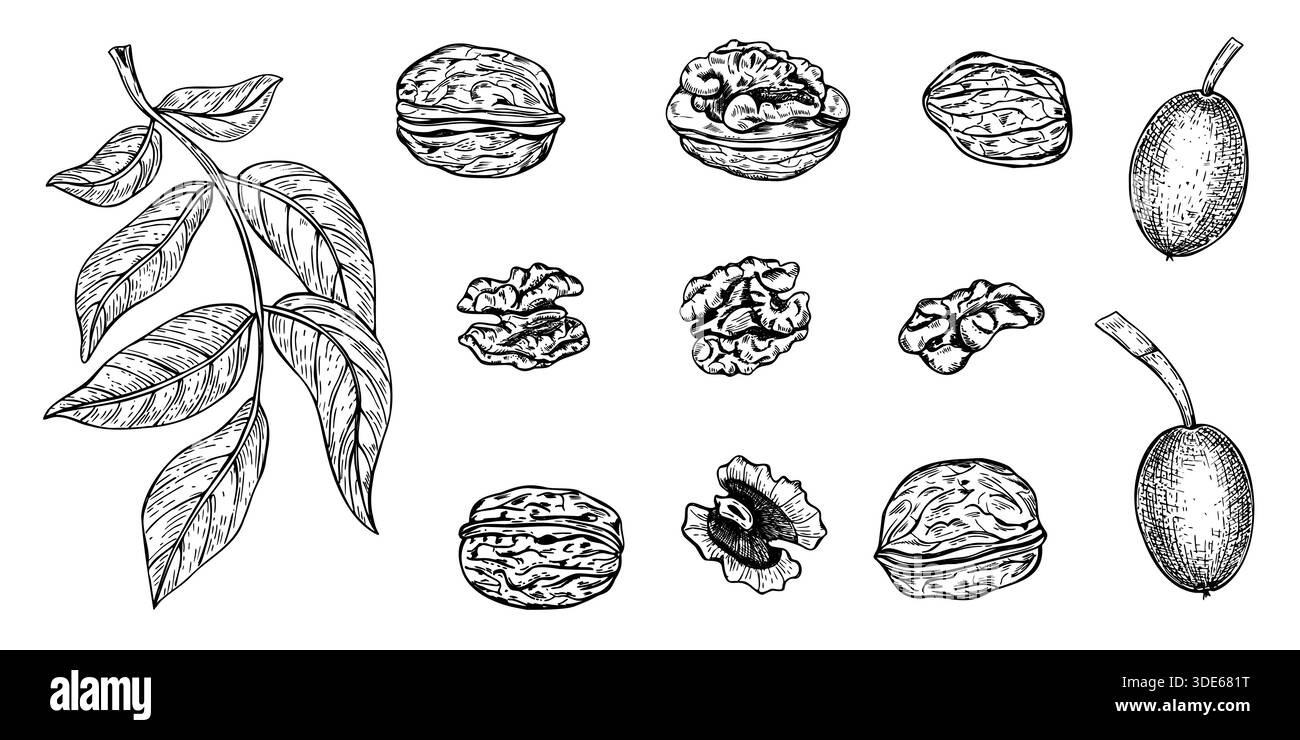 Walnuts set vector line ink illustration. Hand drawn leaf branch ...