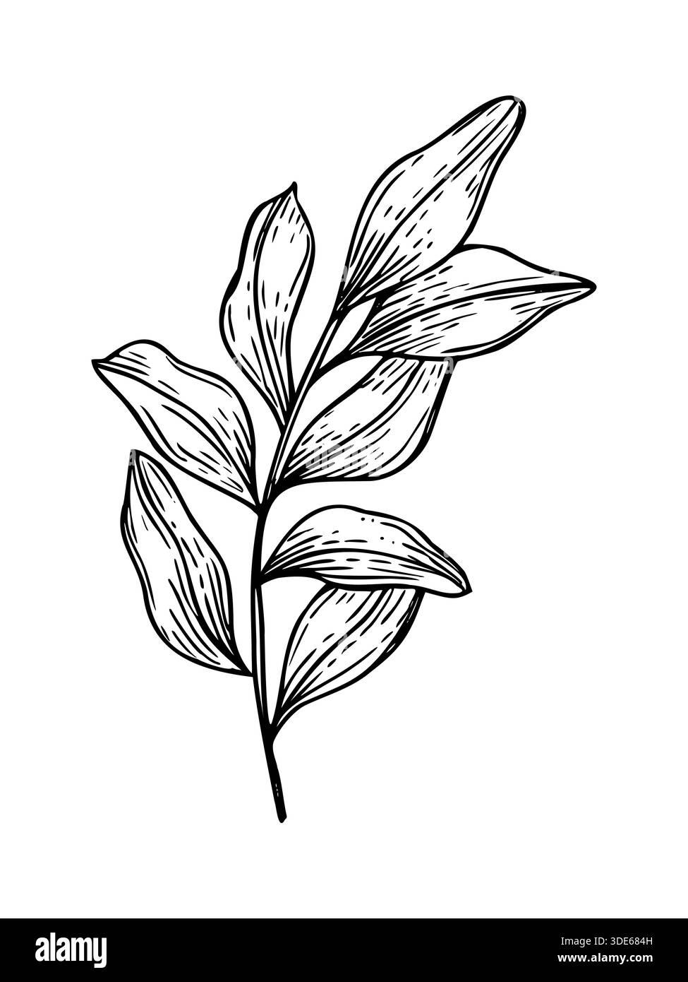 Greenery line art leaves Black and White Stock Photos & Images - Alamy