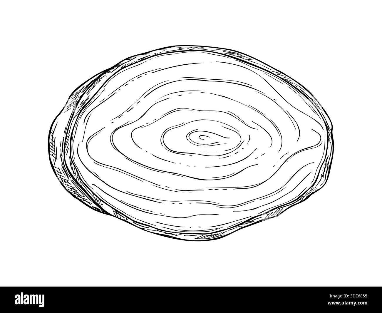 Oval shape tree slice vector isolated illustration in top view ...