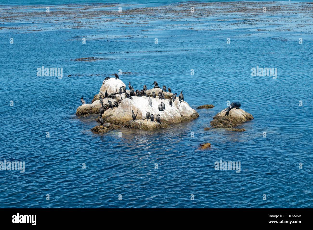 Various birds and sea lions are visible on a rock in Monterey Bay ...