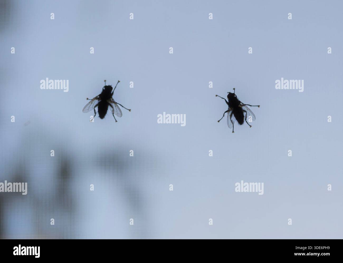 Two flies silhouettes on window glass against sky background ...