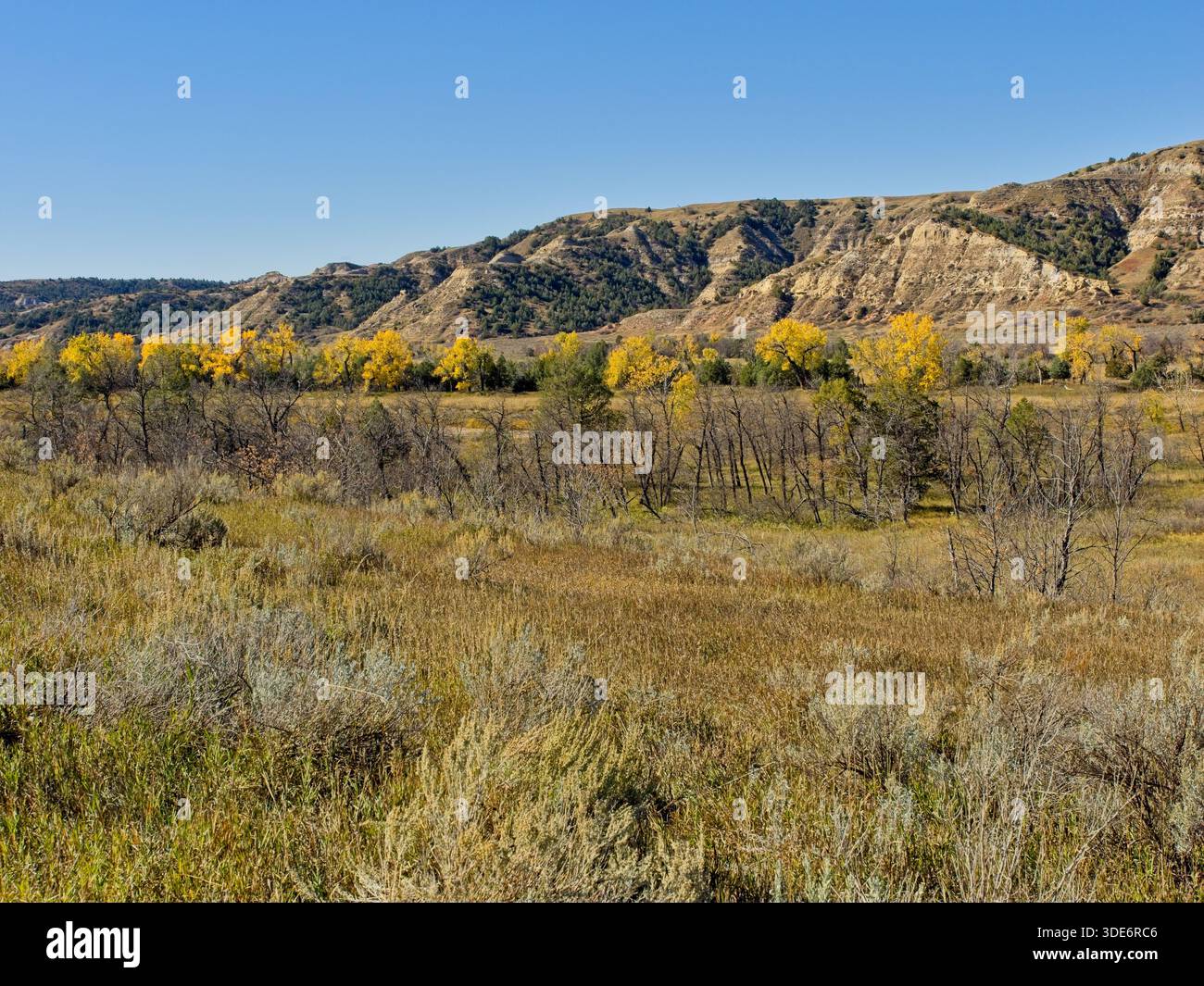 Cottonwood trees in riparian zone of Little Missouri River with ...