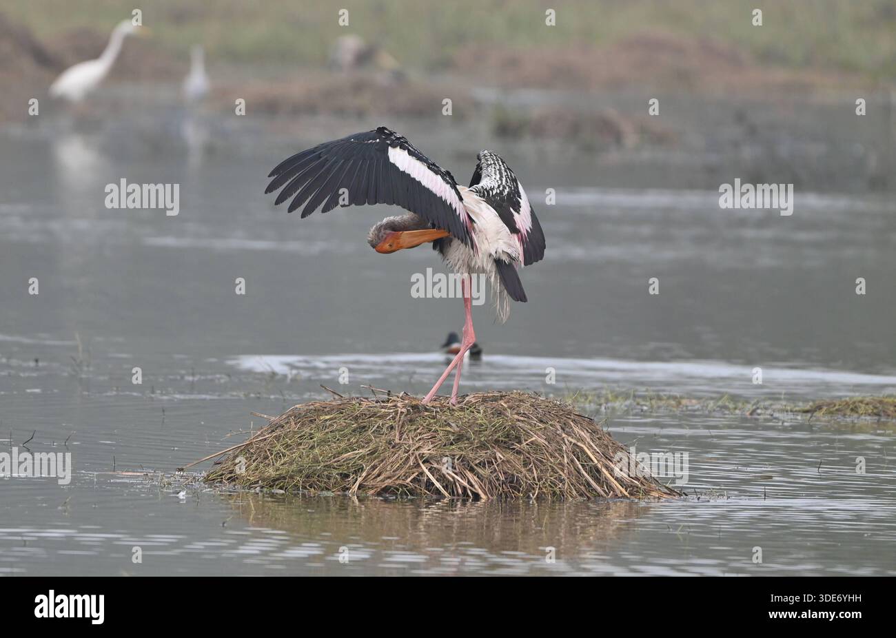 GURUGRAM, INDIA - JANUARY 5: Painted Stork bird seen at Sultanpur ...
