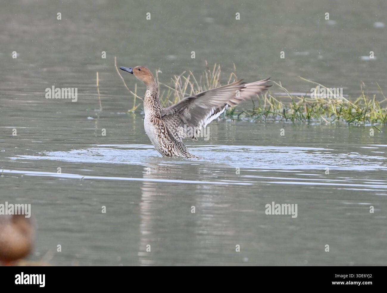 GURUGRAM, INDIA - JANUARY 5: Gadwall Duck at Sultanpur National Park ...
