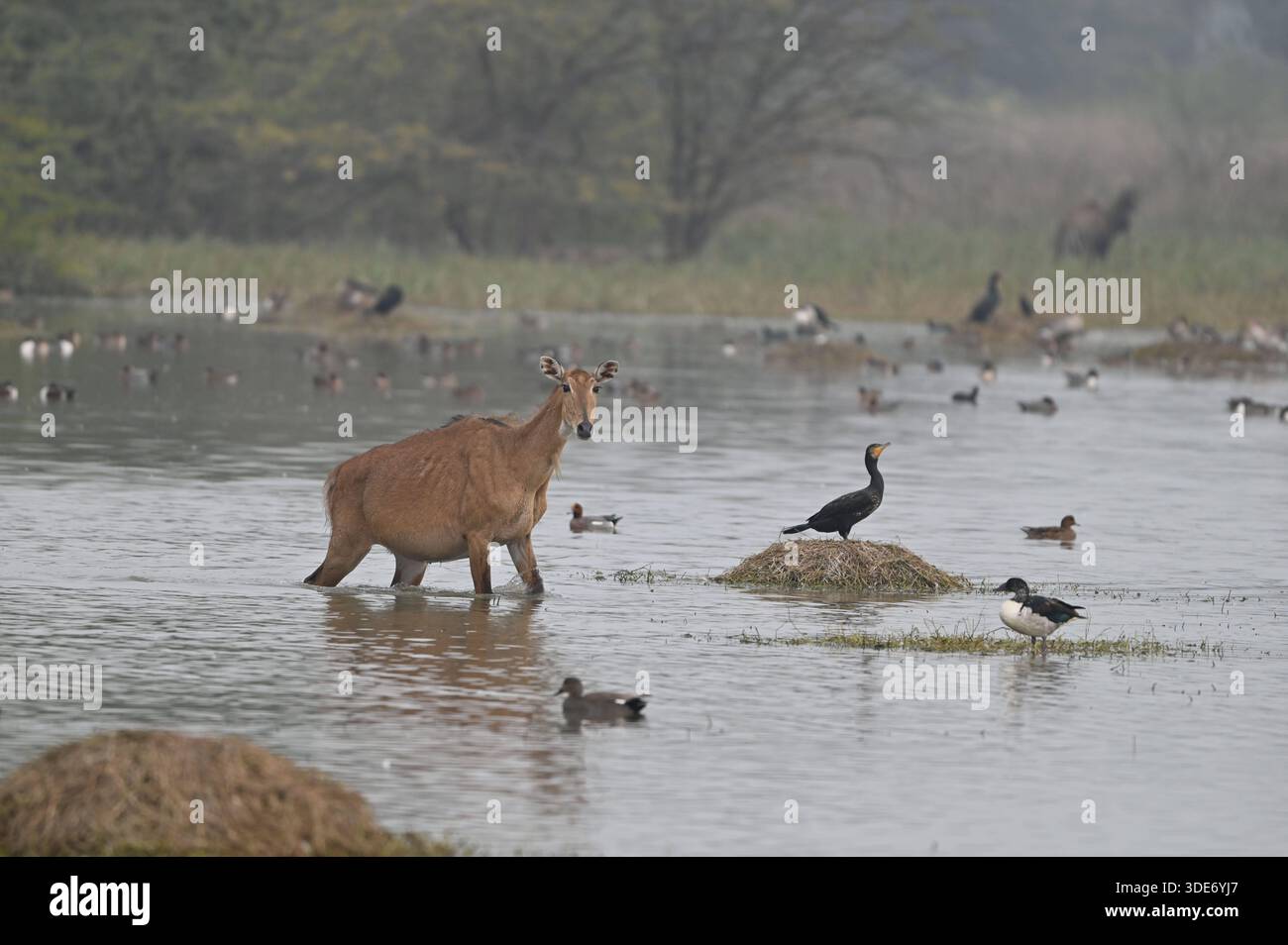 GURUGRAM, INDIA - JANUARY 5: Blue Bull at Sultanpur National Park and ...