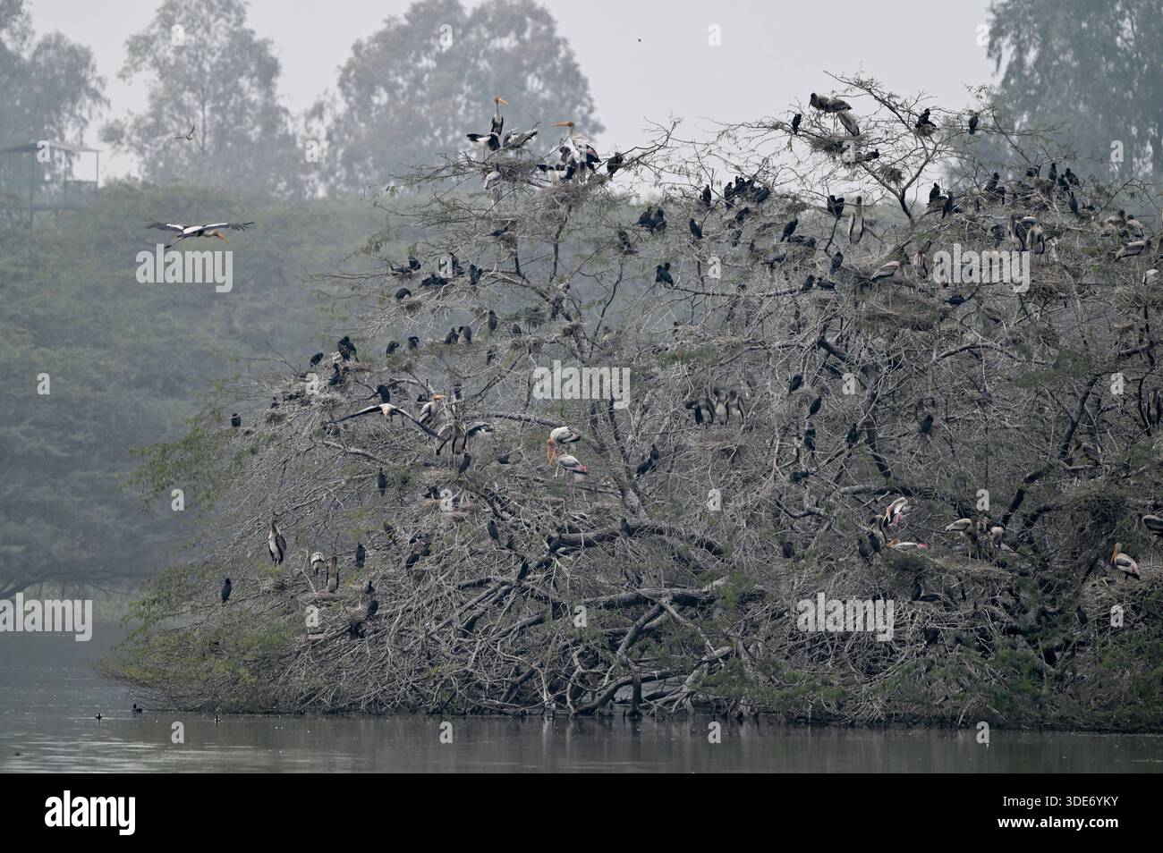 GURUGRAM, INDIA - JANUARY 5: View of Storks and other birds perched on ...