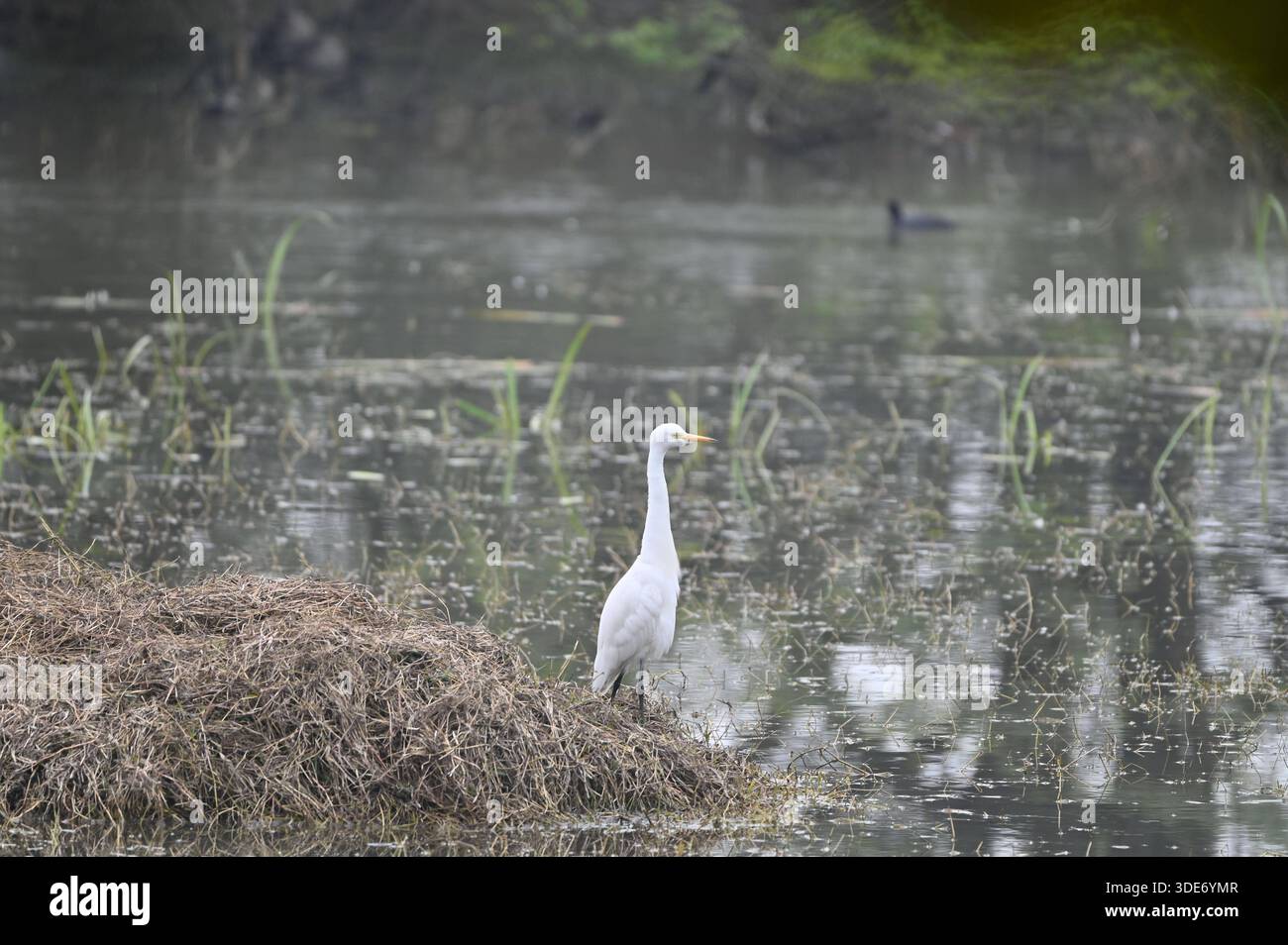 GURUGRAM, INDIA - JANUARY 5: A Medium Egret bird seen at Sultanpur ...