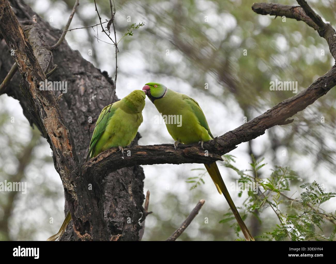 GURUGRAM, INDIA - JANUARY 5: A pair of Rose-ringed Parakeet birds at ...