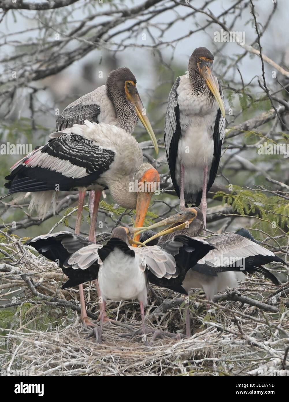 GURUGRAM, INDIA - JANUARY 5: Painted stork birds at Sultanpur National ...