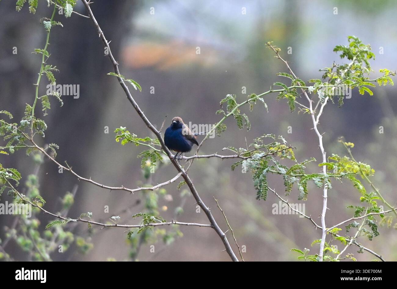 GURUGRAM, INDIA - JANUARY 5: Indian Robin bird at Sultanpur National ...