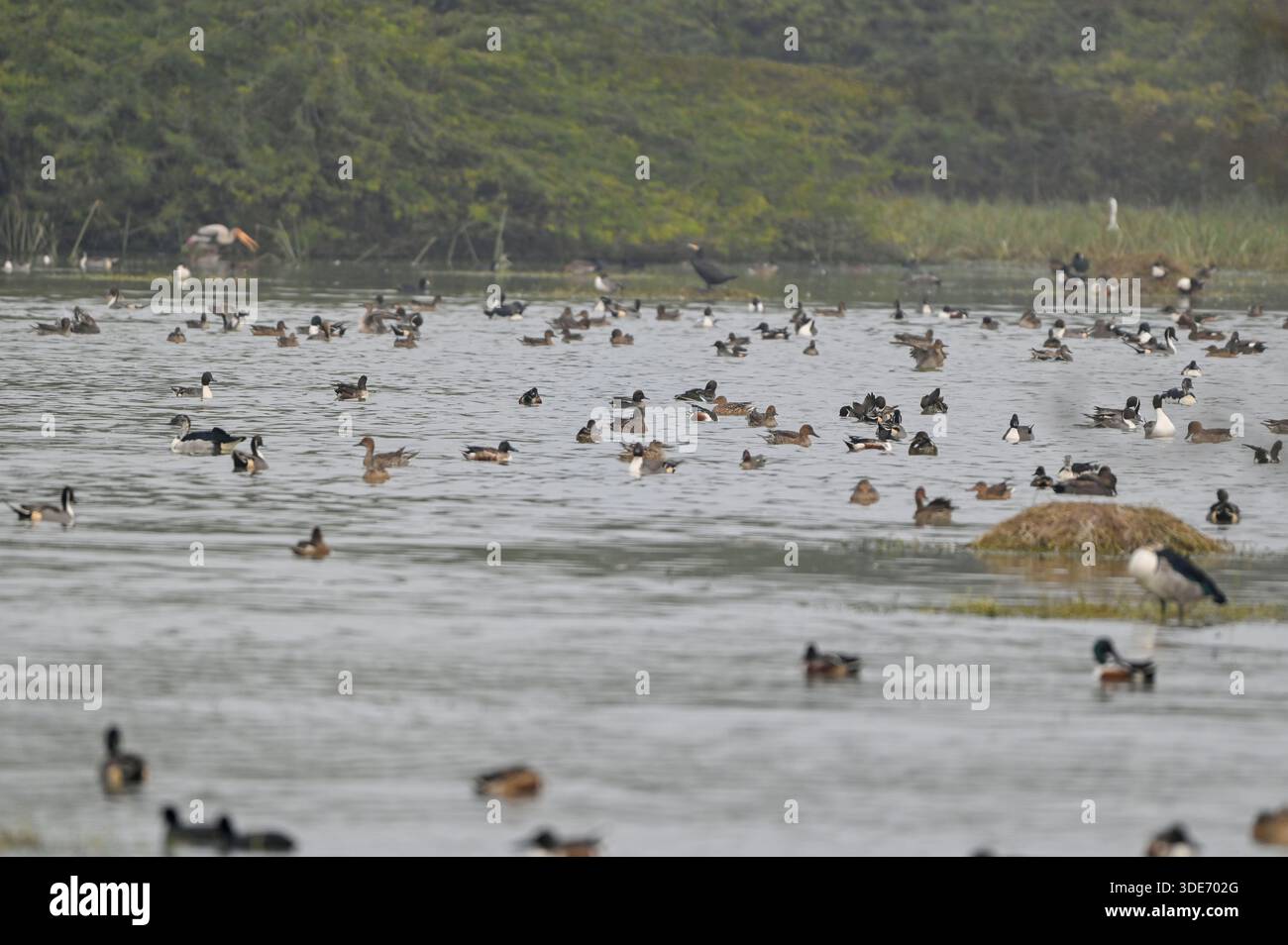 GURUGRAM, INDIA - JANUARY 5: Domestic and migratory birds at Sultanpur ...