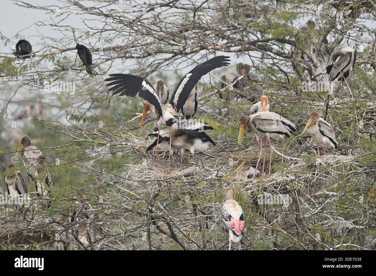 GURUGRAM, INDIA - JANUARY 5: Painted stork birds at Sultanpur National ...
