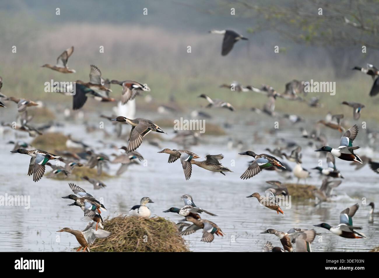 GURUGRAM, INDIA - JANUARY 5: Domestic and migratory birds at Sultanpur ...