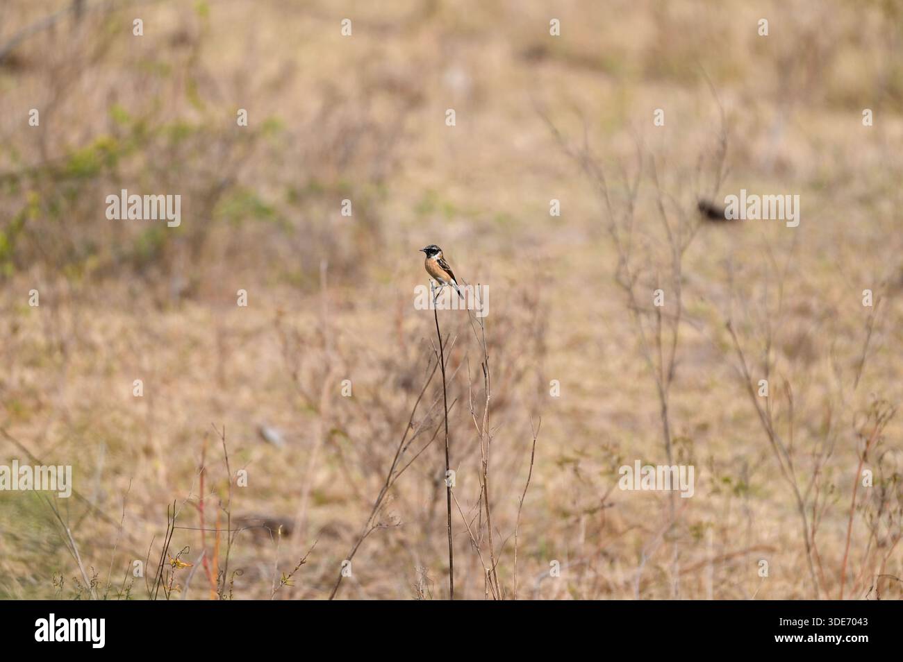 GURUGRAM, INDIA - JANUARY 5: Siberian stonechat bird at Sultanpur ...