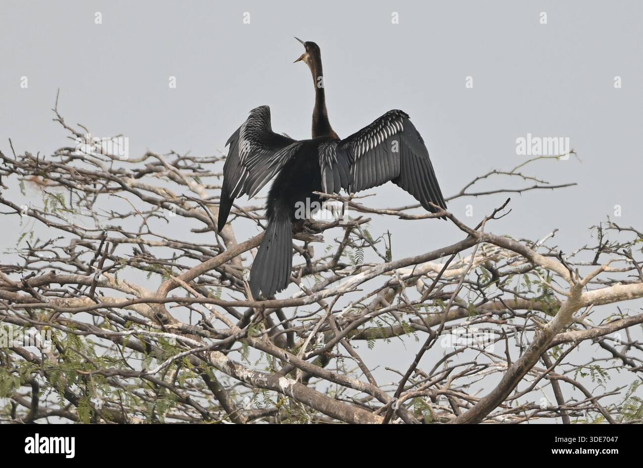 GURUGRAM, INDIA - JANUARY 5: Oriental Darter bird at Sultanpur National ...