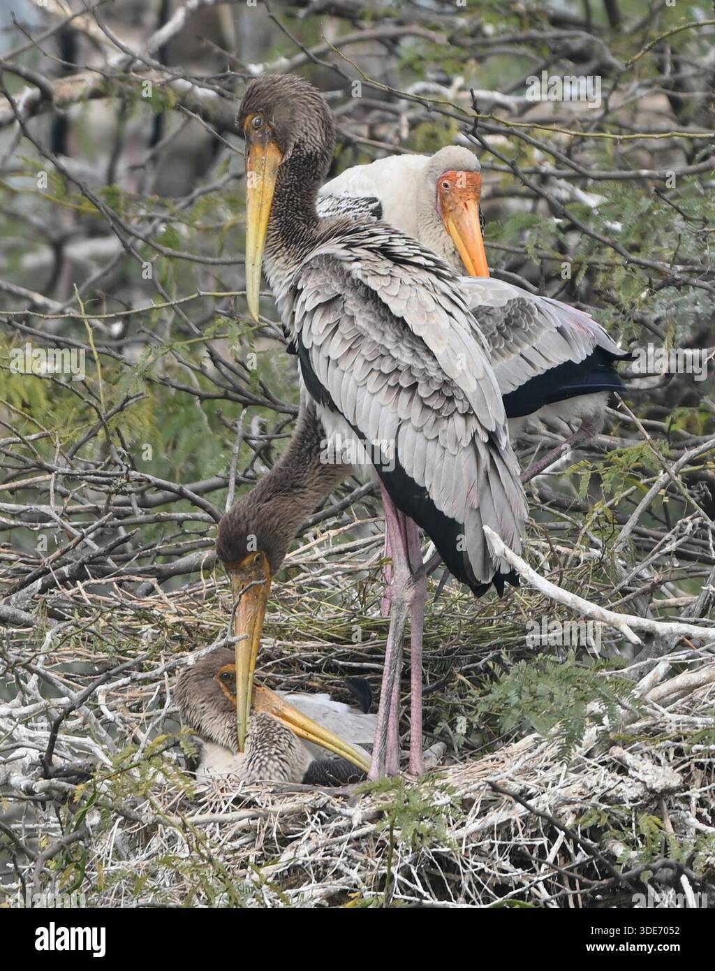 GURUGRAM, INDIA - JANUARY 5: Painted stork birds at Sultanpur National ...