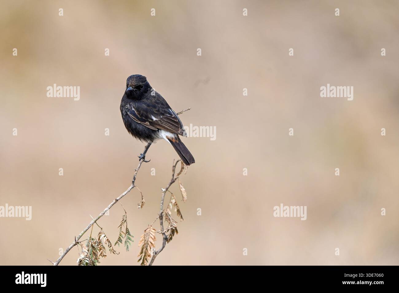 GURUGRAM, INDIA - JANUARY 5: Pied Bushchat bird at Sultanpur National ...