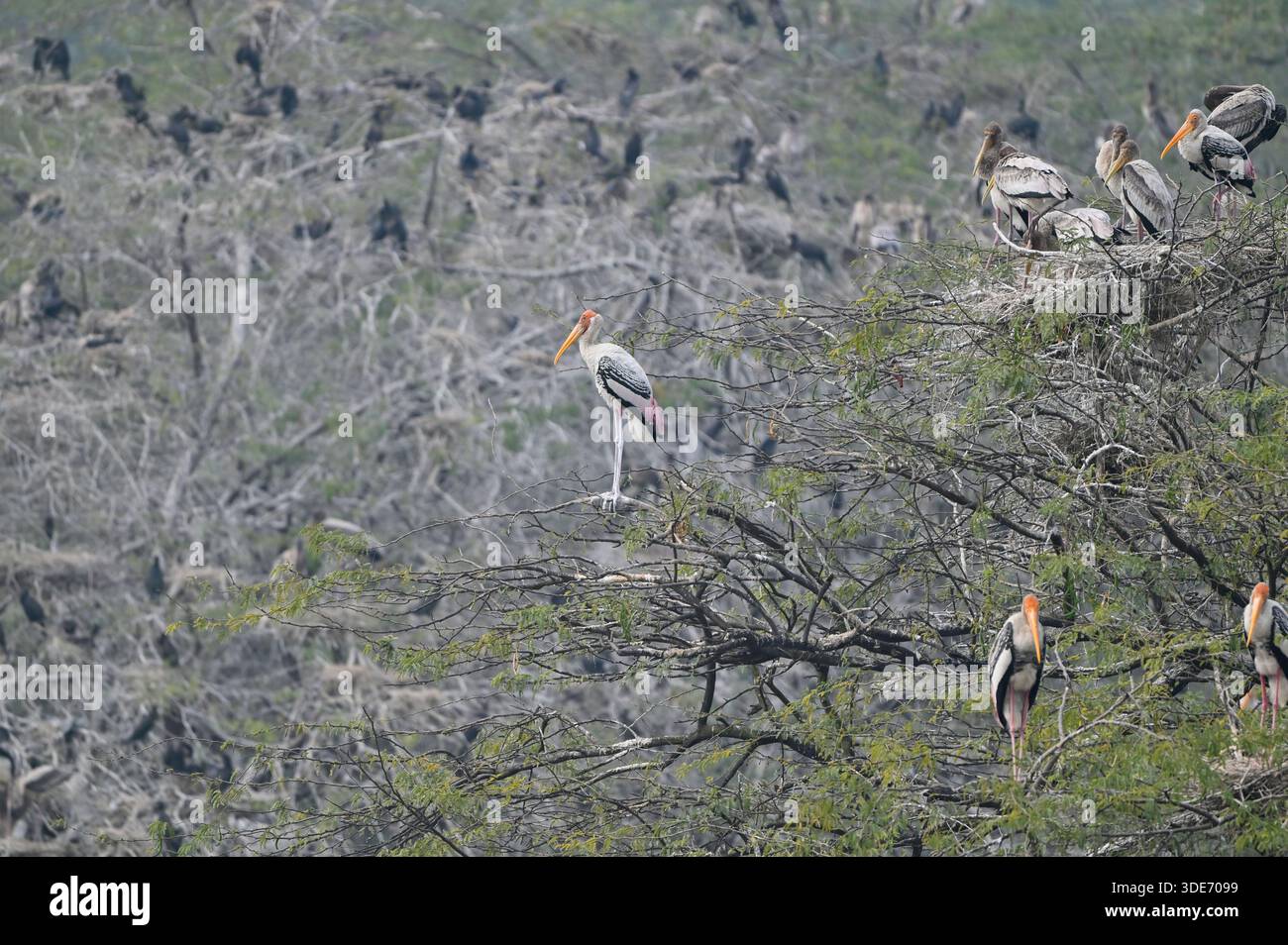 GURUGRAM, INDIA - JANUARY 5: Painted stork birds at Sultanpur National ...