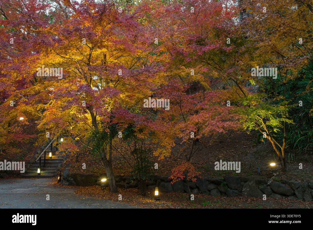 Kitano Tenmangu Shrine in Kyoto transforms into a radiant spectacle ...