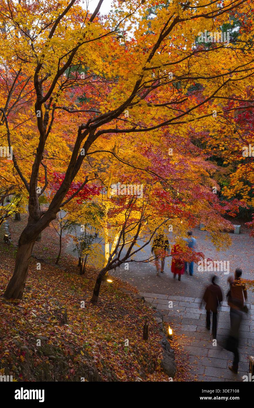 Kitano Tenmangu Shrine in Kyoto transforms into a breathtaking ...
