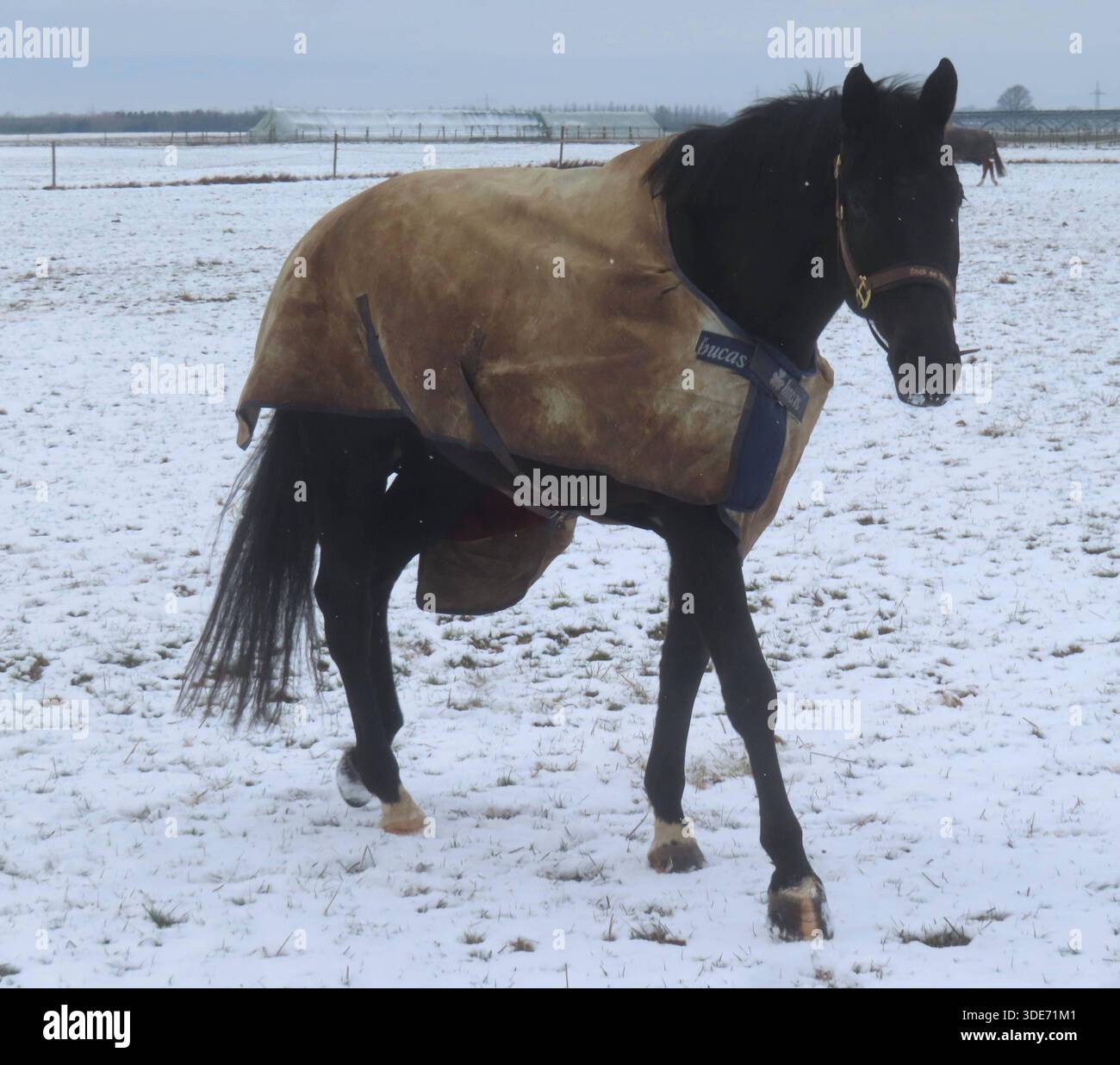 Pferd steht im Schnee und blickt neugierig zum Menschen Pferd im Schnee ...