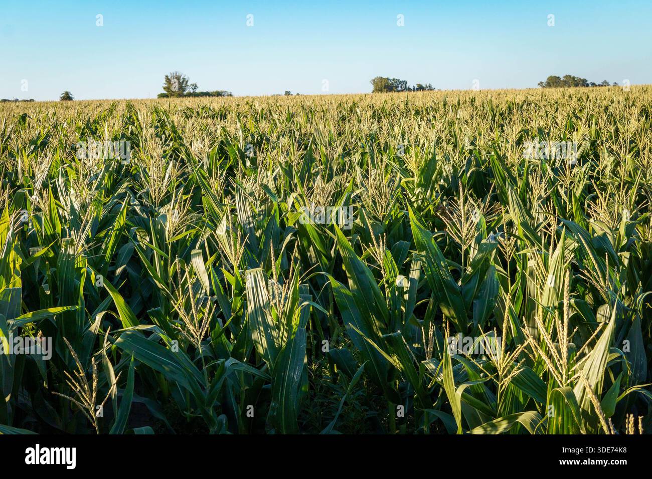 A corn field near Firmat. Expectations for the 2026 corn campaign in ...
