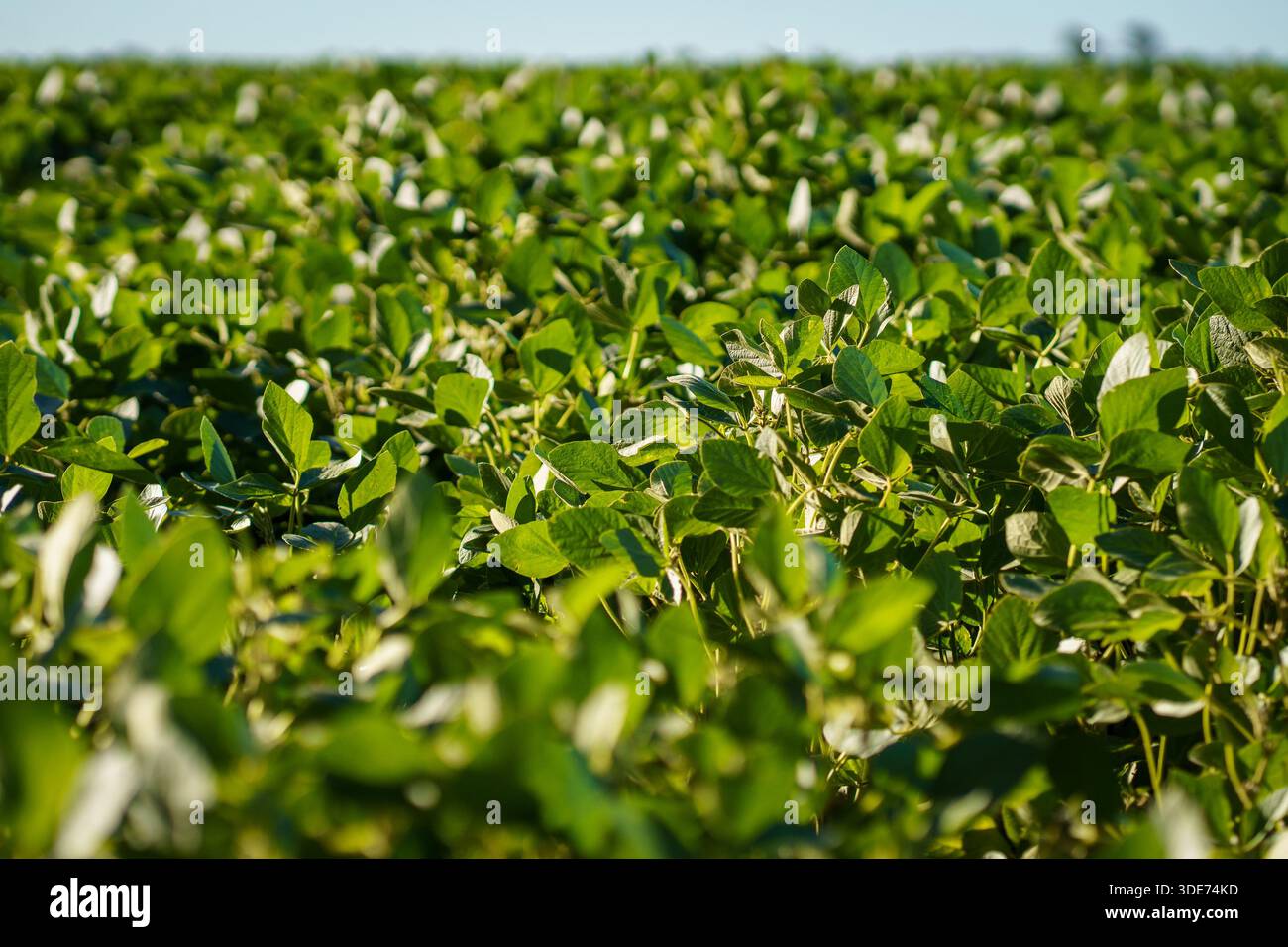 A soybean field near Firmat, Argentina. Expectations for the 2026 ...