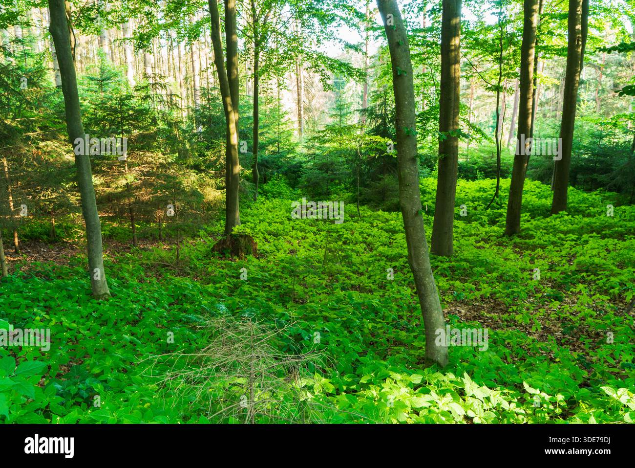 Summer forest scene hi-res stock photography and images - Alamy