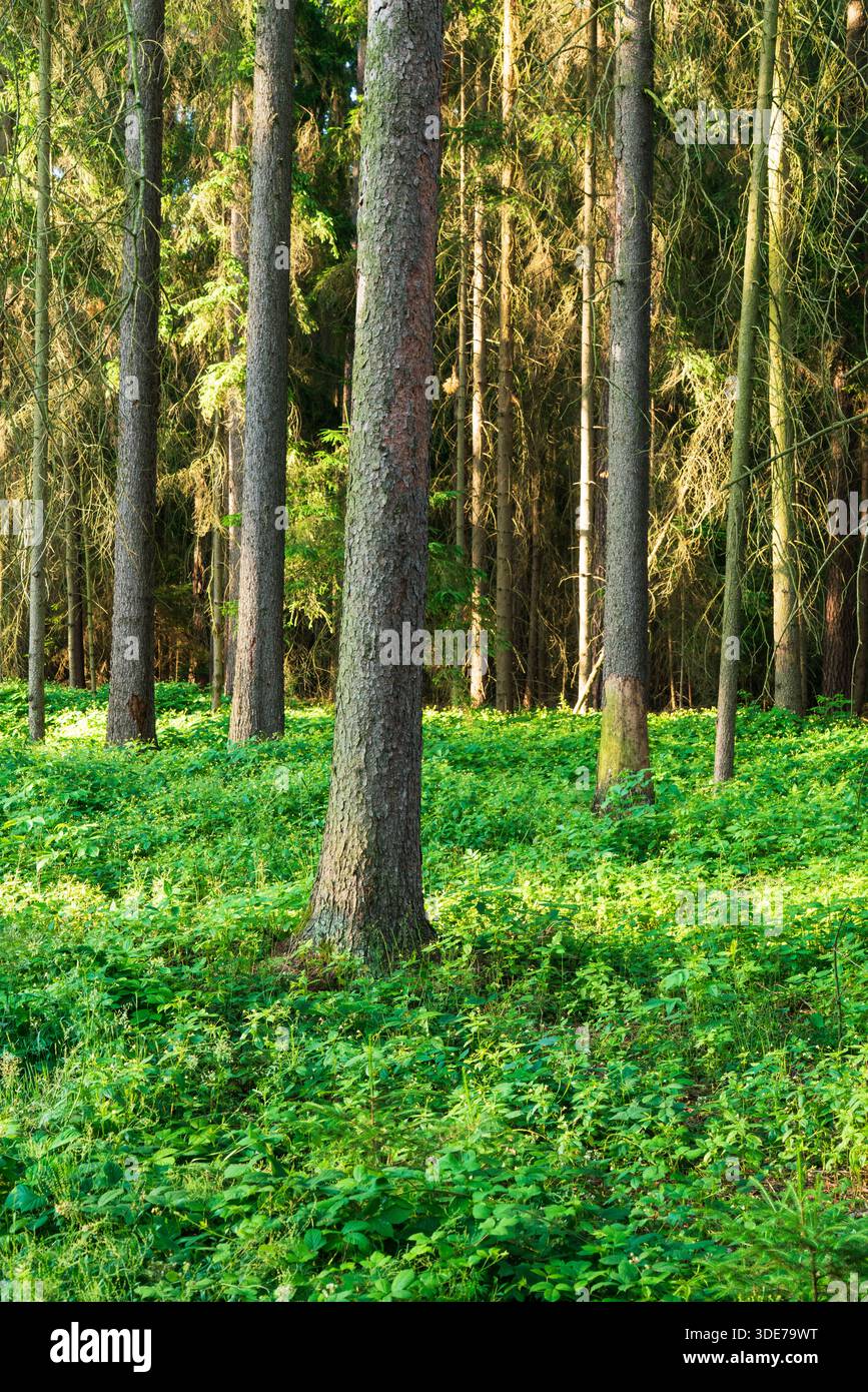 Summer forest scene in hi-res stock photography and images - Alamy