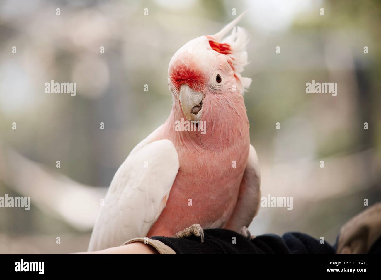 Major Mitchell's Cockatoo or pink cockatoo is known for its soft pink ...