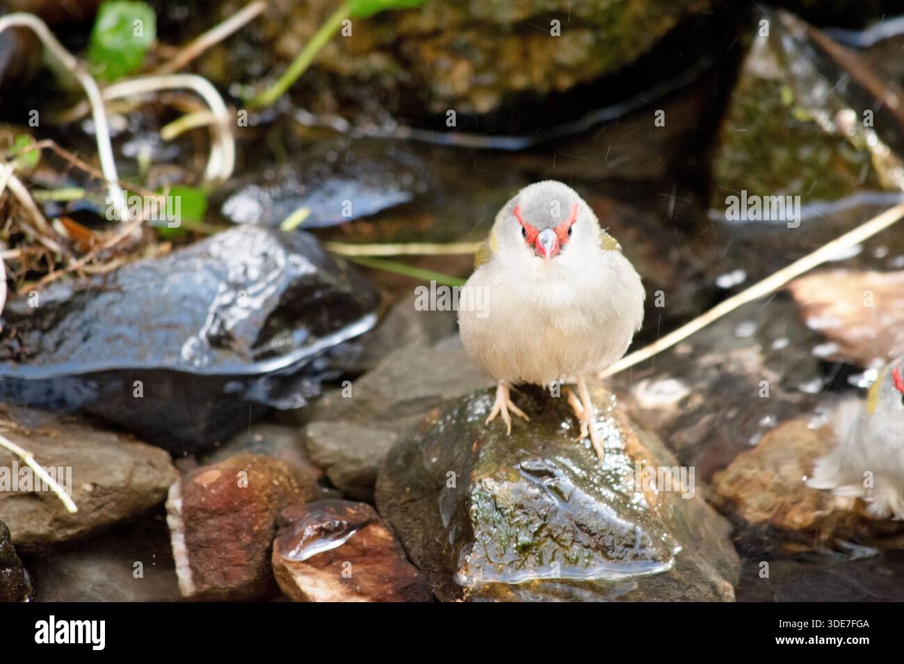 The Red-browed Finch is most easily recognised by its bright red ...