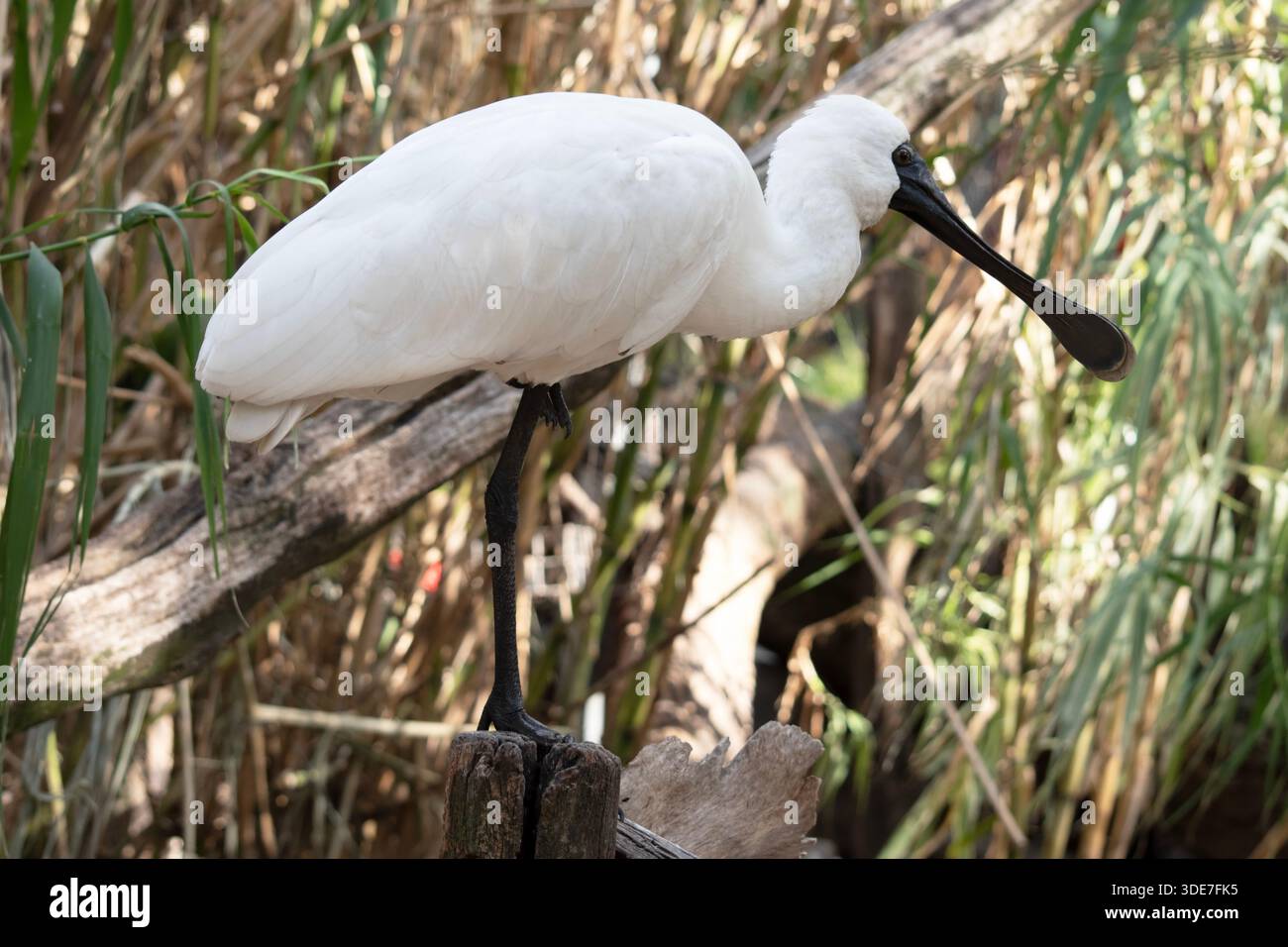 The royal spoonbill is a large white sea bird with a black bill that ...