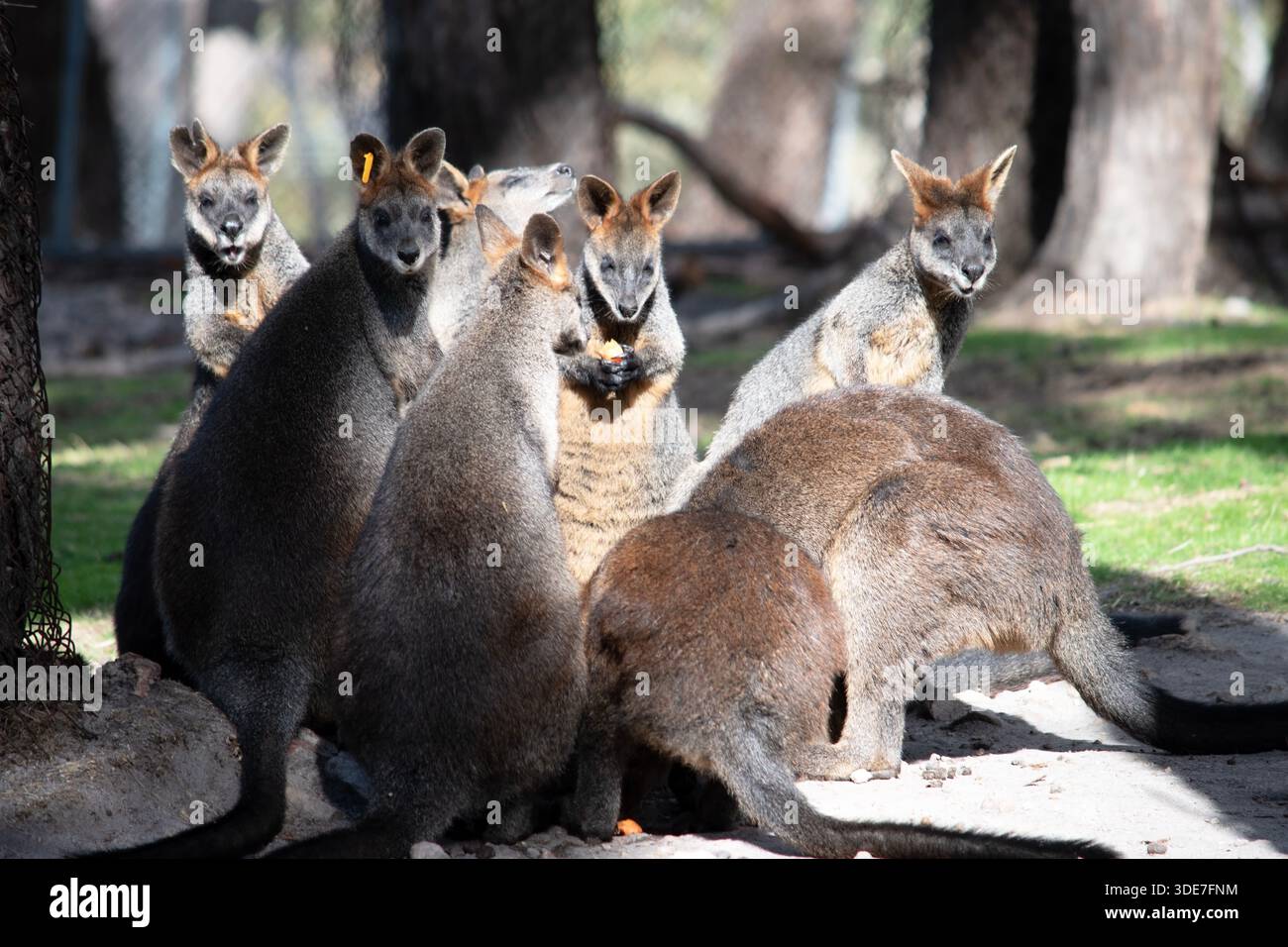 Close up wallabies hi-res stock photography and images - Alamy