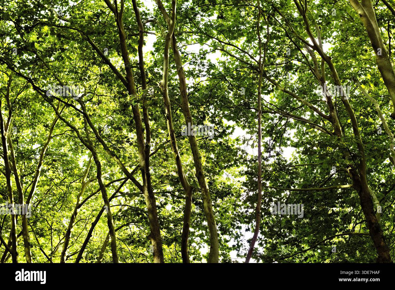 Sunlight filters through urban hi-res stock photography and images - Alamy